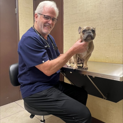 Veterinarians in Orange County, Newport Mesa Animal Hospital